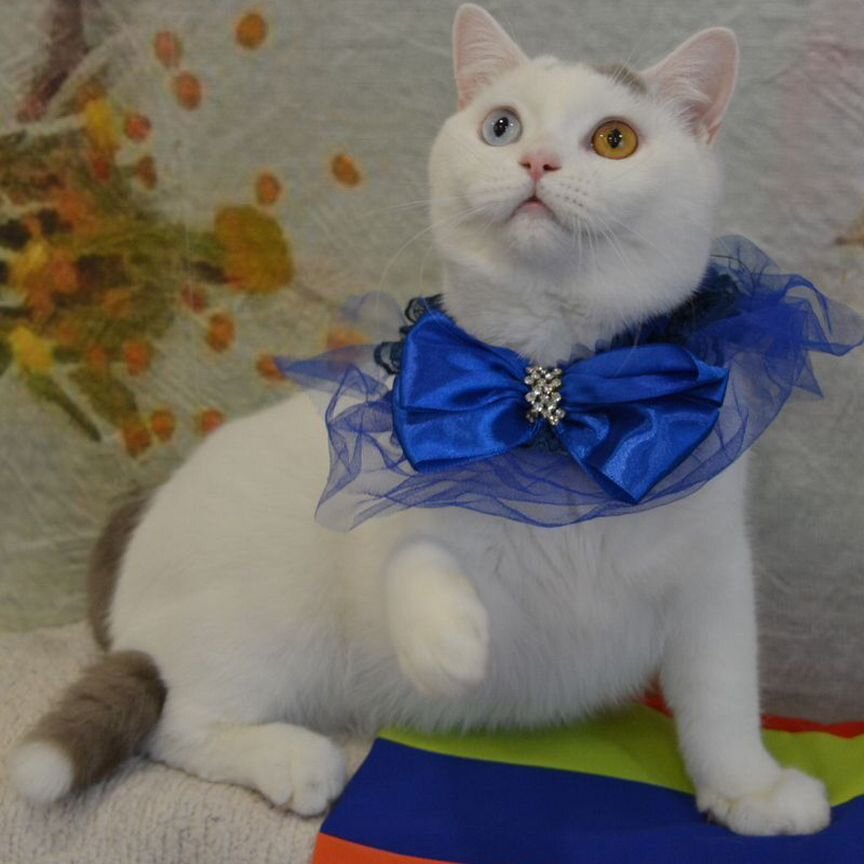 Британский котик