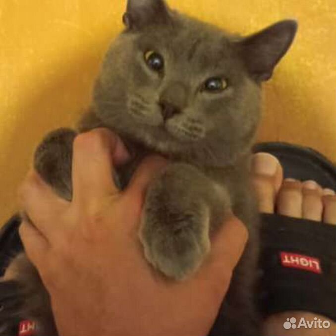 Русский голубой котик