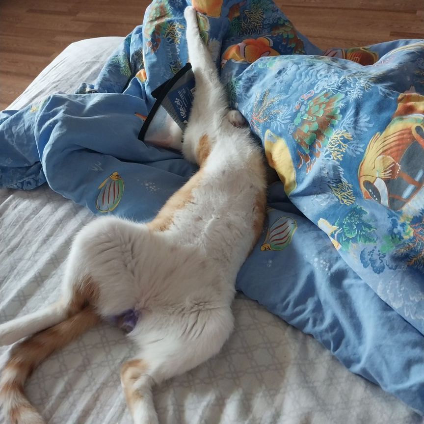 Кот отдам бесплатно с лотком, когтиточкой