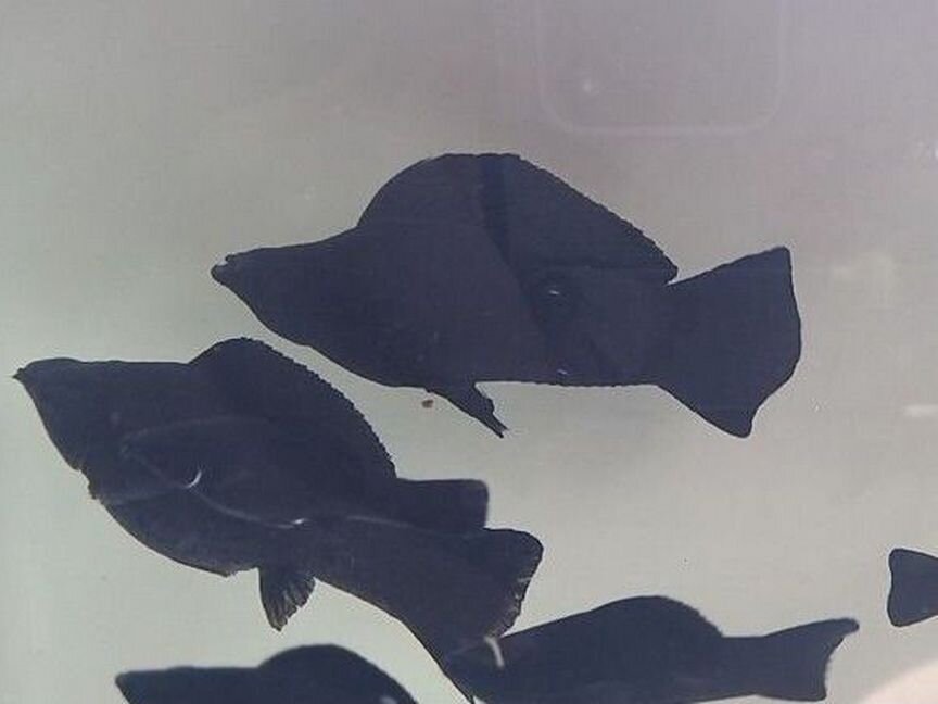 Меченосец гамбург,велевера нигра,черная