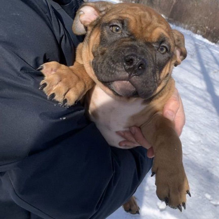 Американский булли, щенок