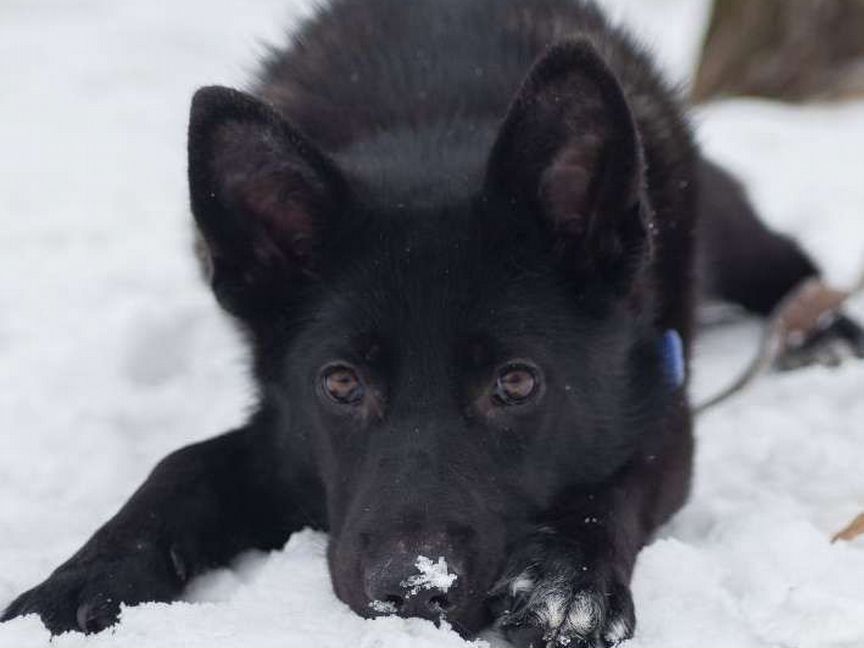 Метис немецкой овчарки в добрые руки