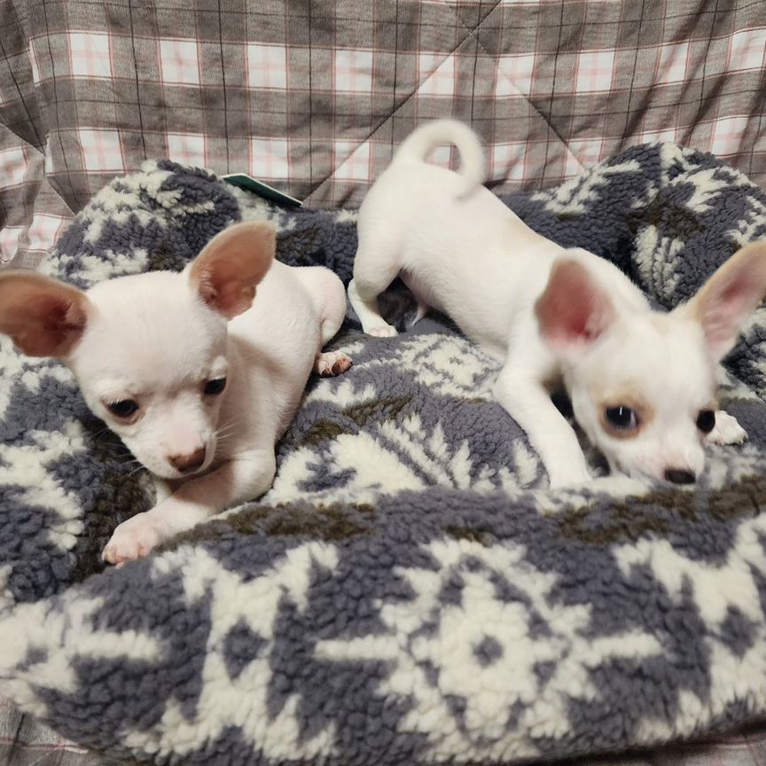 Чихуахуа, щенок