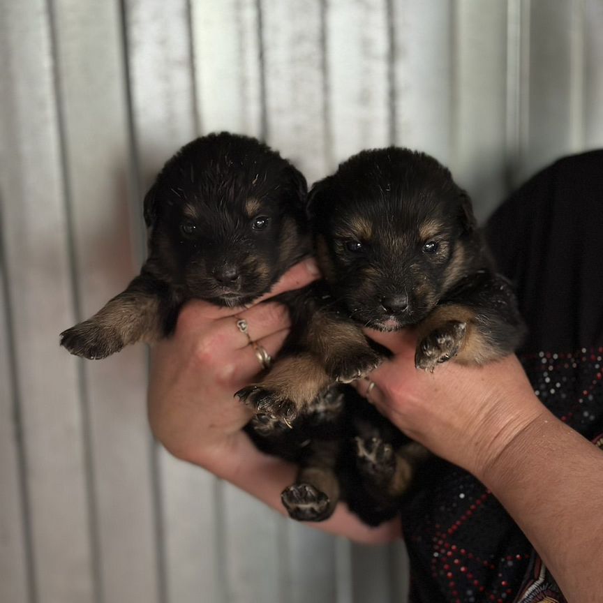 Щенки ротвейлера