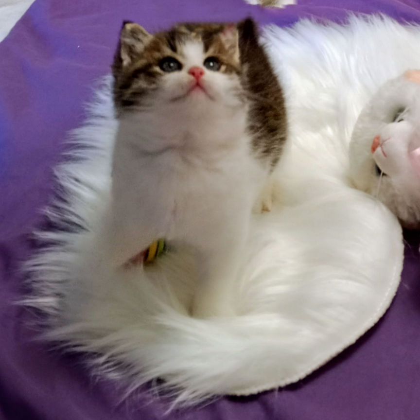 Пушистый котенок ищет дом