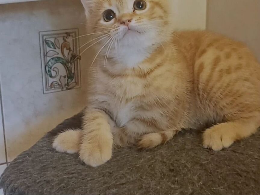 Мальчик чистокровный рыжее счастье