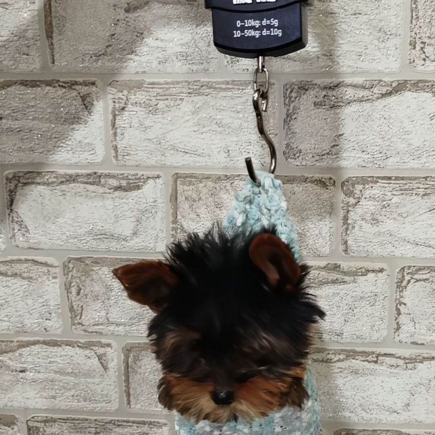 Йоркширский терьер, щенок