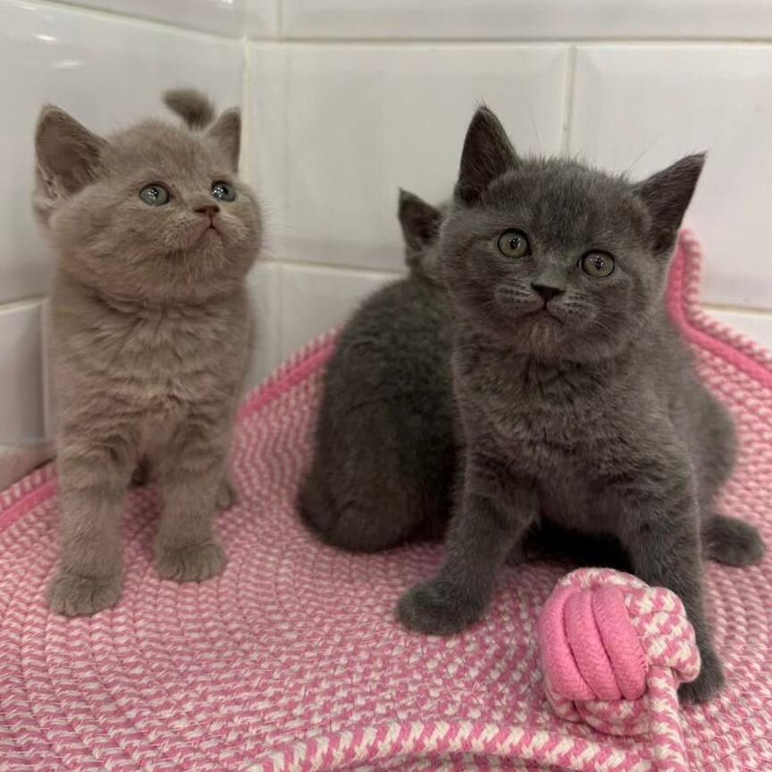 Британские голубые и лиловые