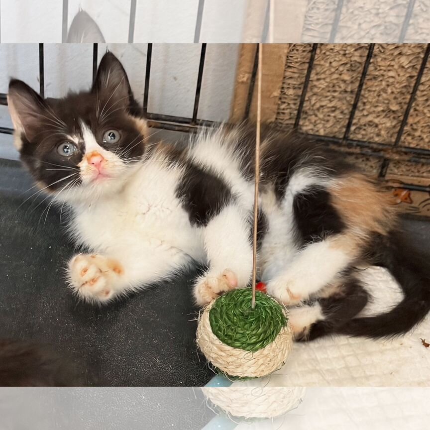 Котёнок в добрые руки