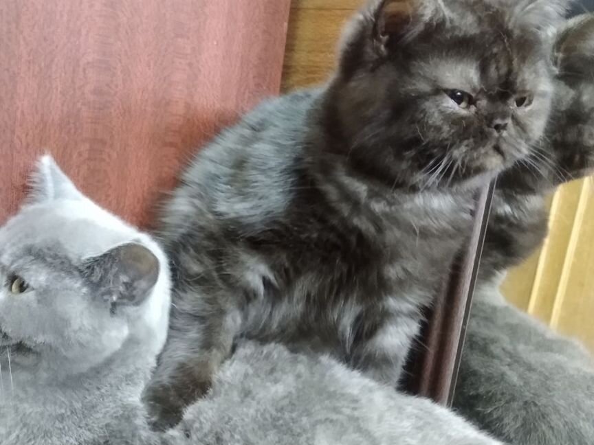 Экзотическая