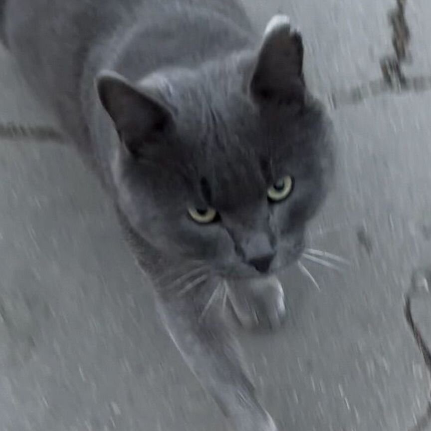 Серый кот (британец)