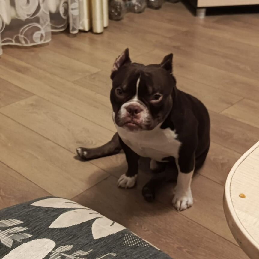 Американский бульдог