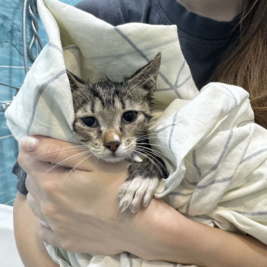Котёнок в добрые руки