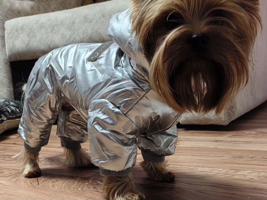 Вещи для маленьких собак