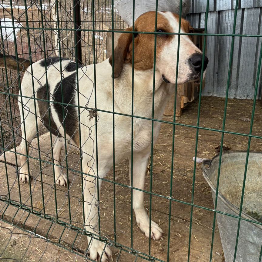 Русская гончая, взрослая собака