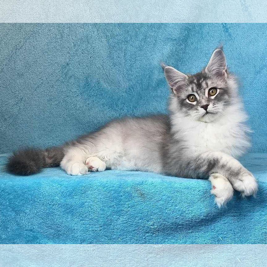 Кошечка мейн кун