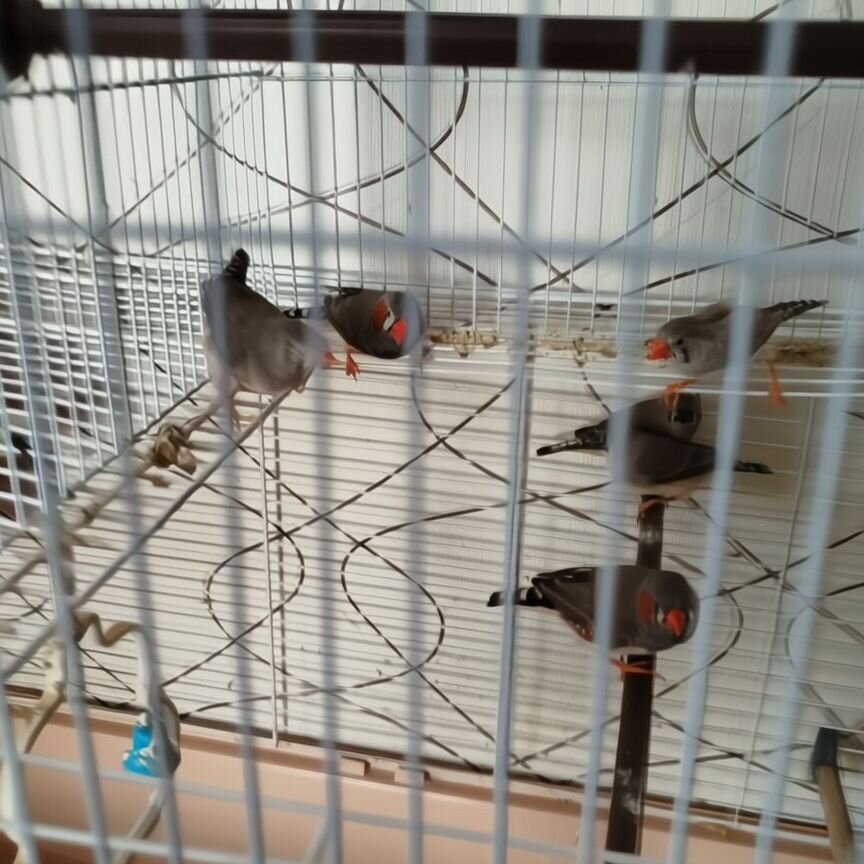 В продаже самцы аммадинов. Успейте приобрести