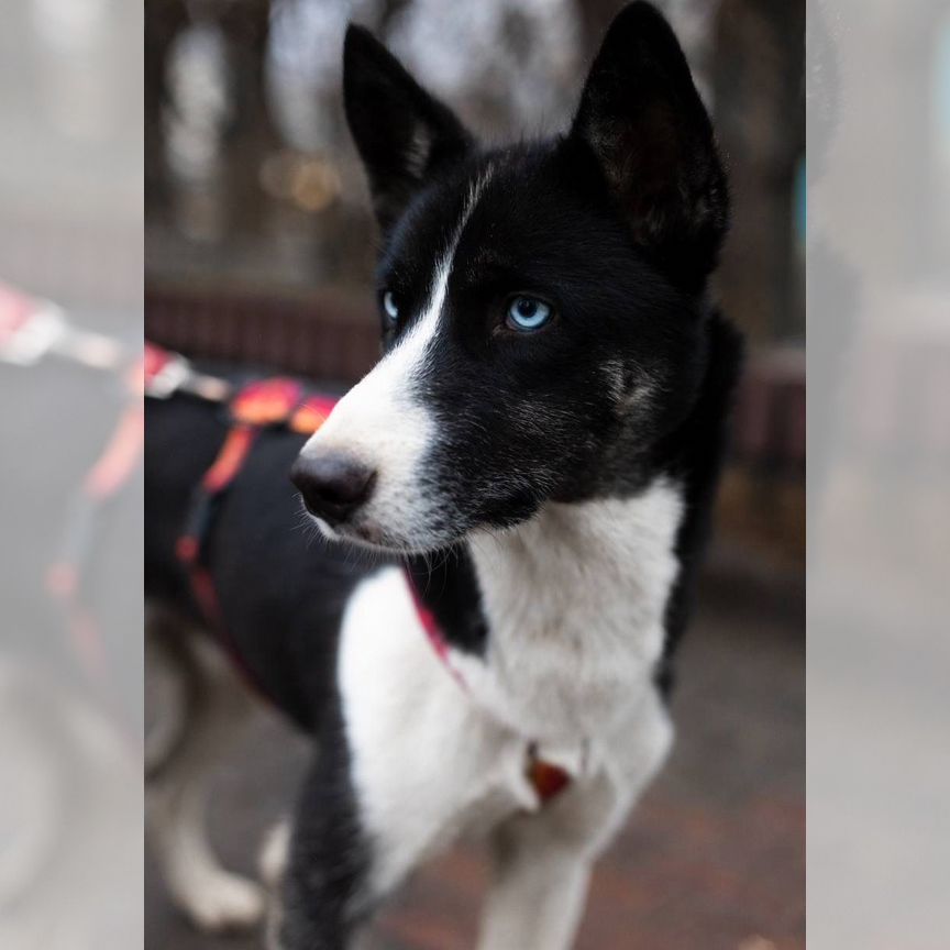 Взрослый пёс в добрые руки