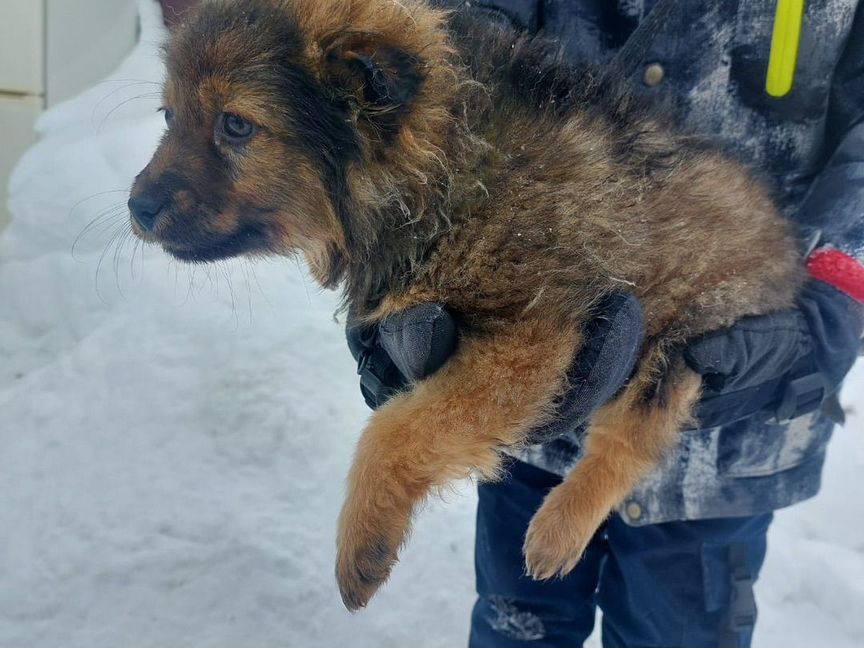 Дворняжка в хорошие руки