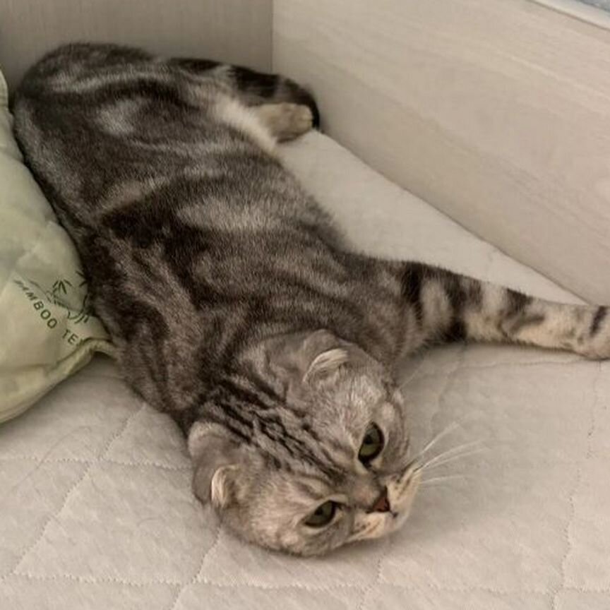 Шотландский вислоухий короткошёрстный, взрослый кот