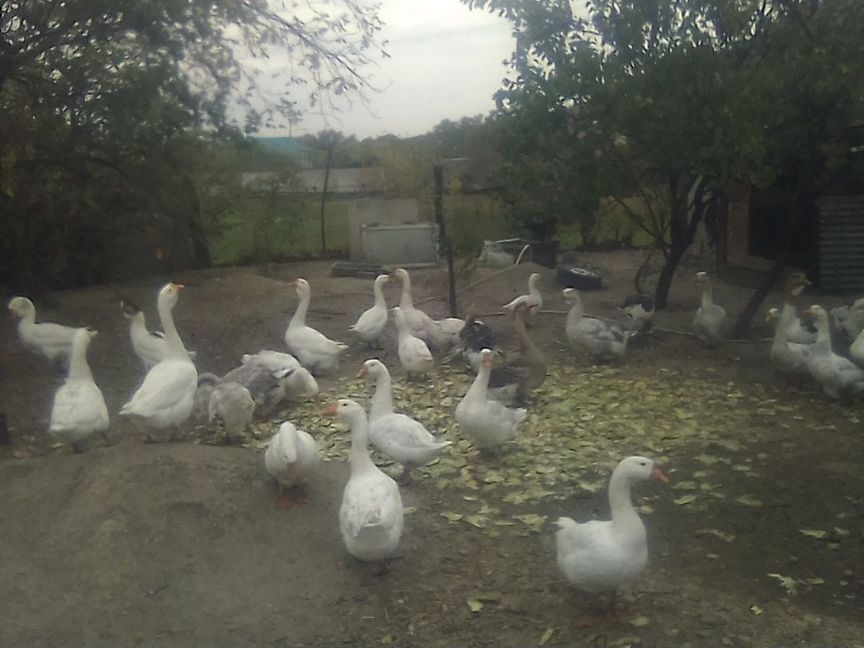Халмагорские гуси