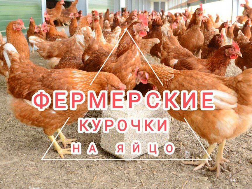 Несушки на яйцо