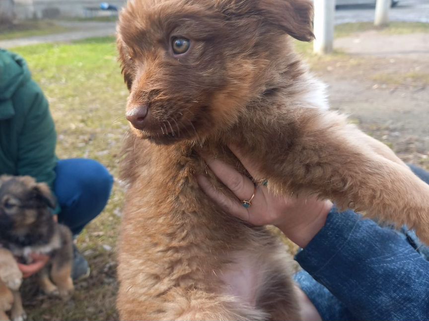 Девочка шоколадка