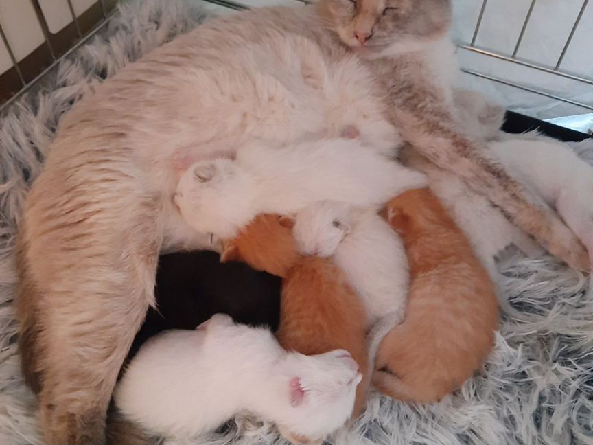 Котята в добрые руки