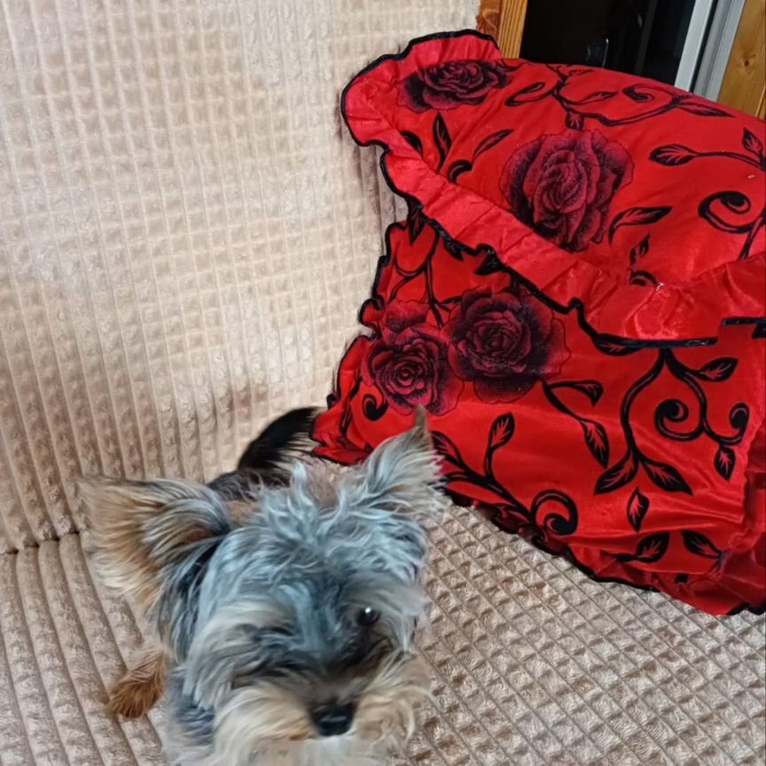 Йоркширский терьер мини