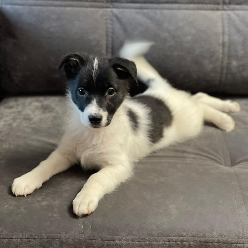 Щенки девочки 2,5 месяца