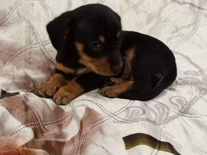 Собаки щенки