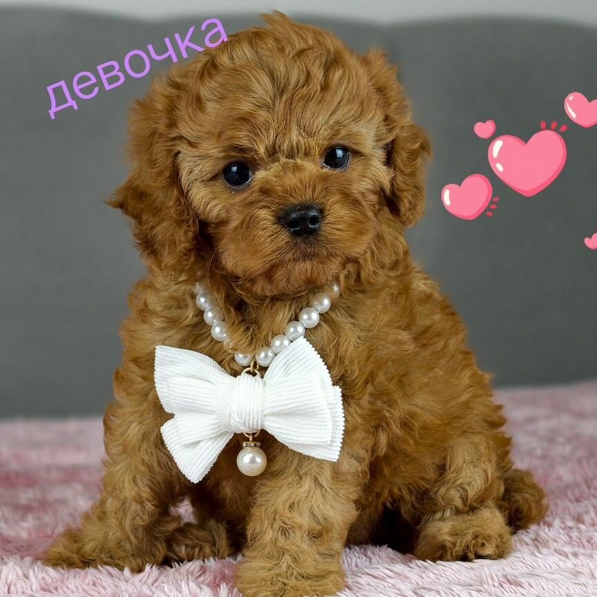 Кавапу, щенок