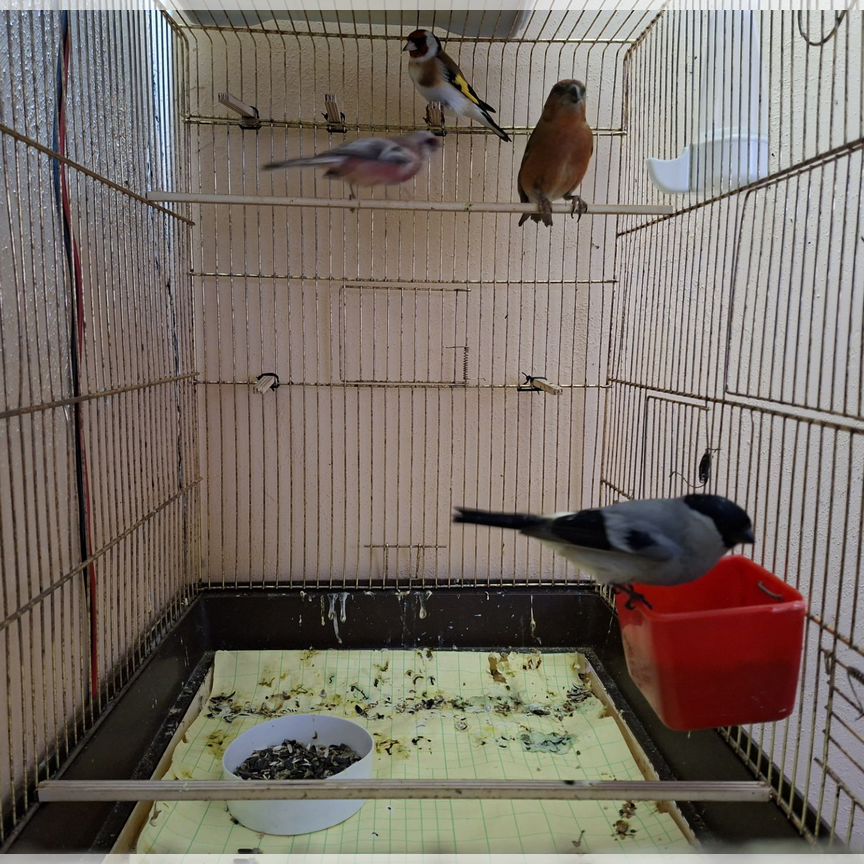 Урагусы,щегли, чижи,и т.д