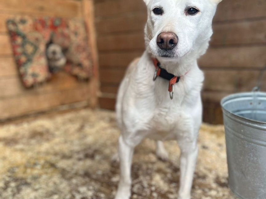 Собака Сахарок из приюта