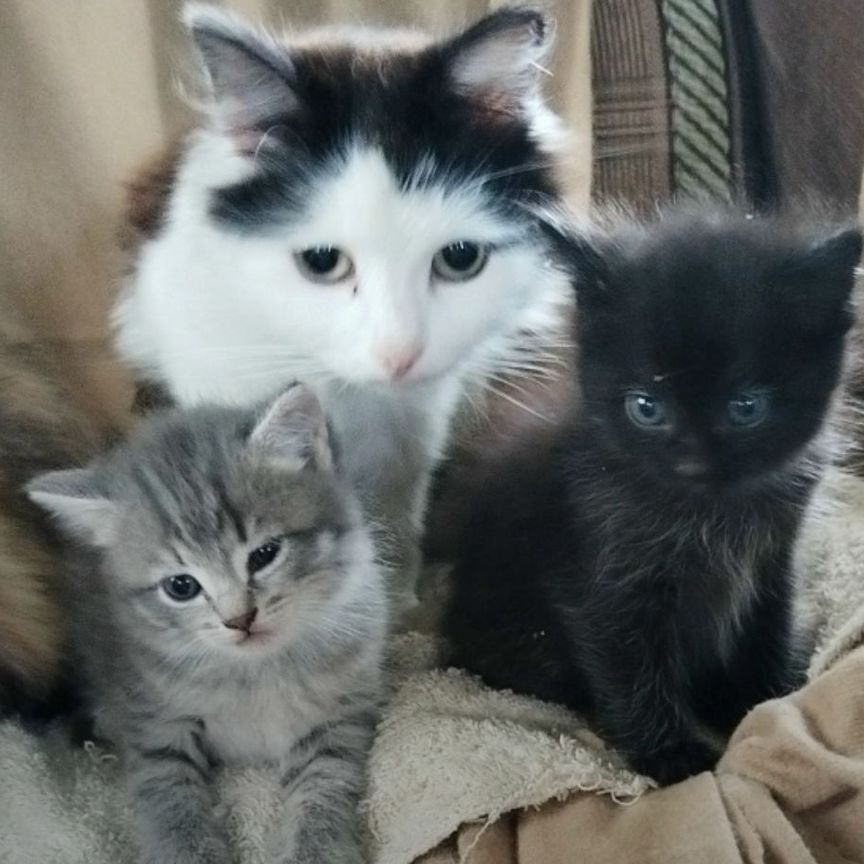 Котёнок в добрые руки