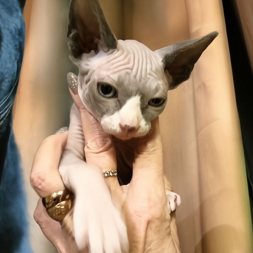 Канадский сфинкс котёнок