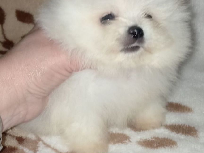 Микро - пом мальчик