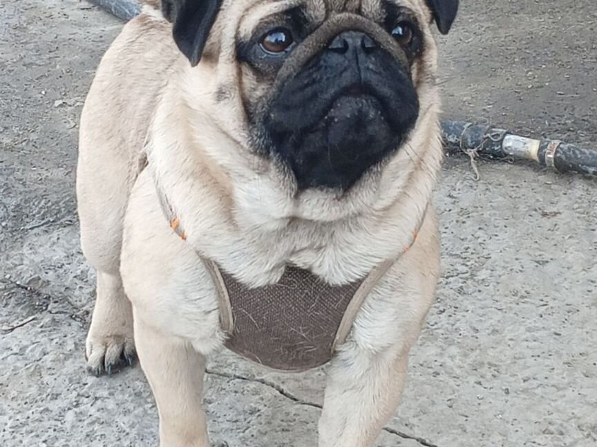 Мопс в добрые руки