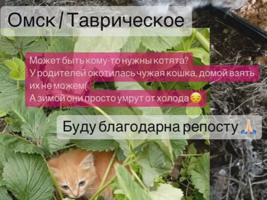 Отдам в хорошие руки котенка бесплатно