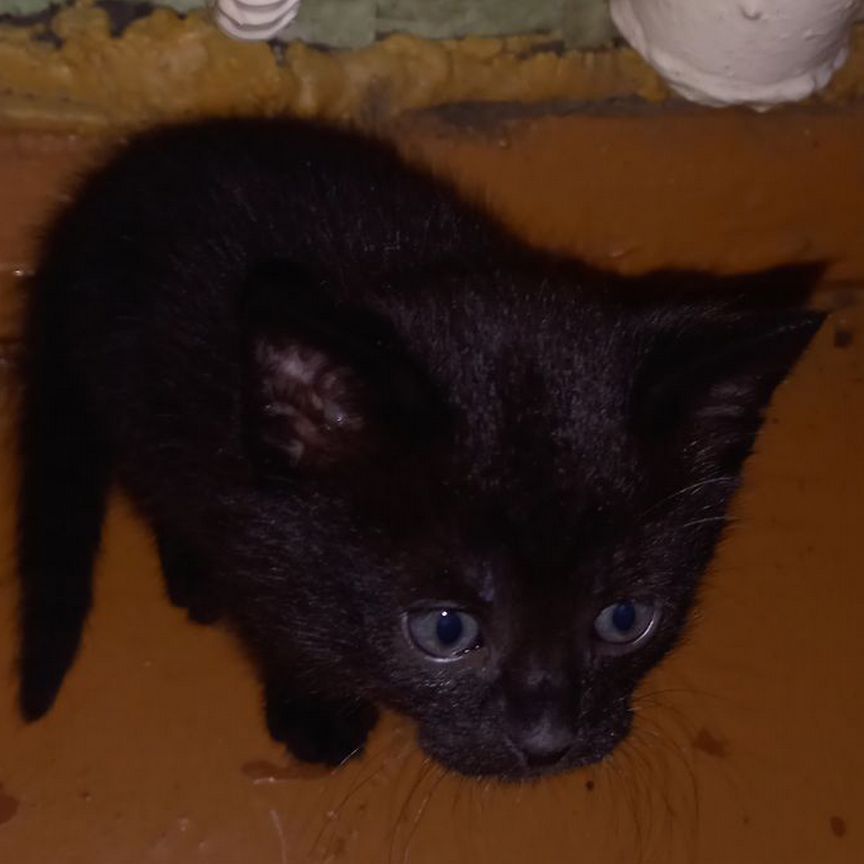 Русский голубой котёнок