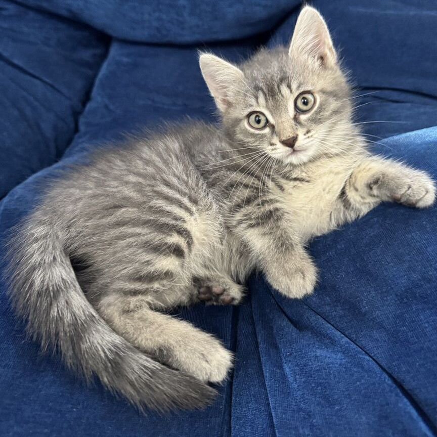 Котенок