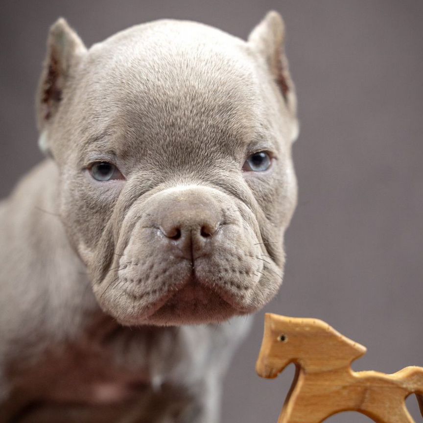 Американский булли, щенок