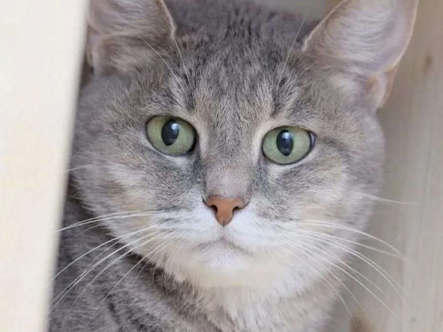 Кошка Мышка 2 года