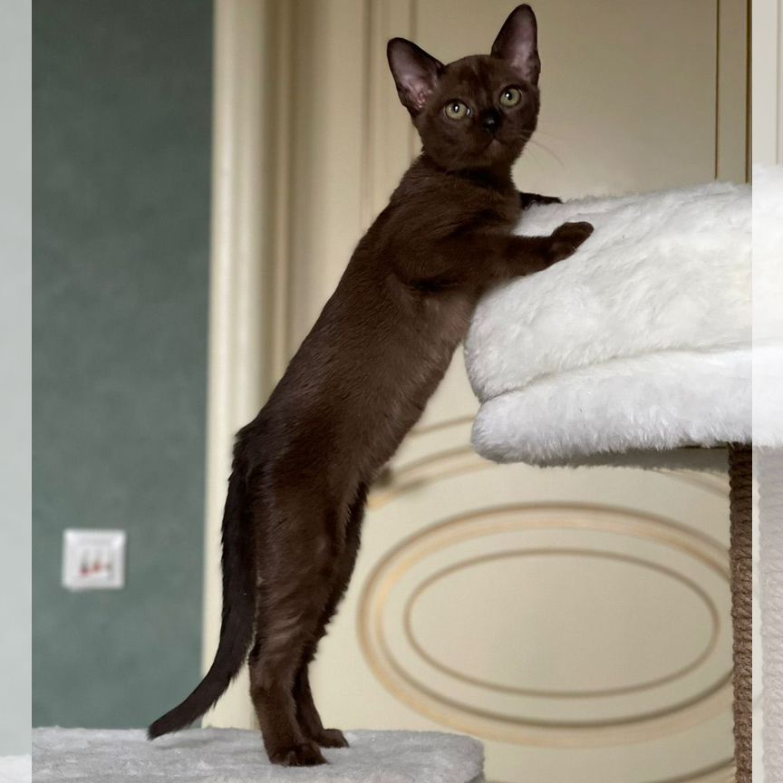 Котик соболь из питомника