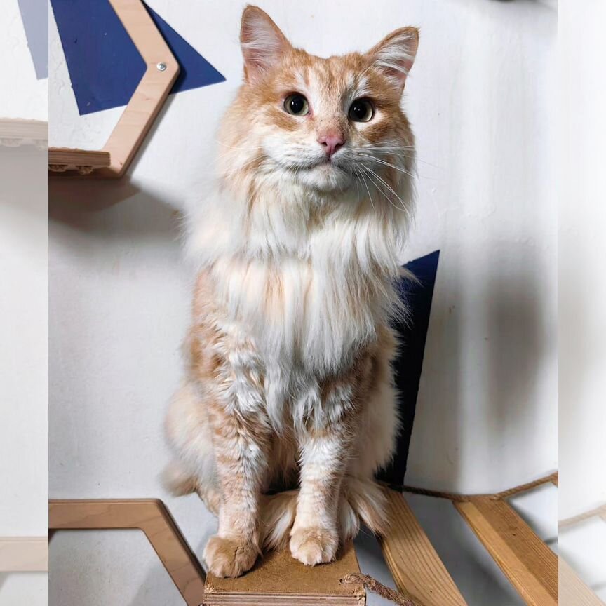 Рыжий солнечный котик ищет дом