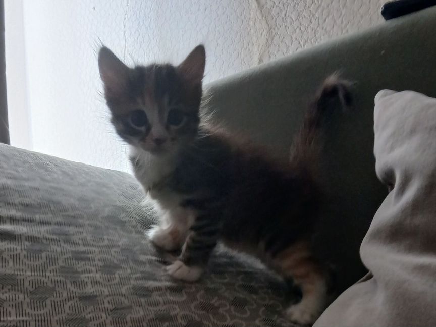 Отдам котёнка в добрые руки