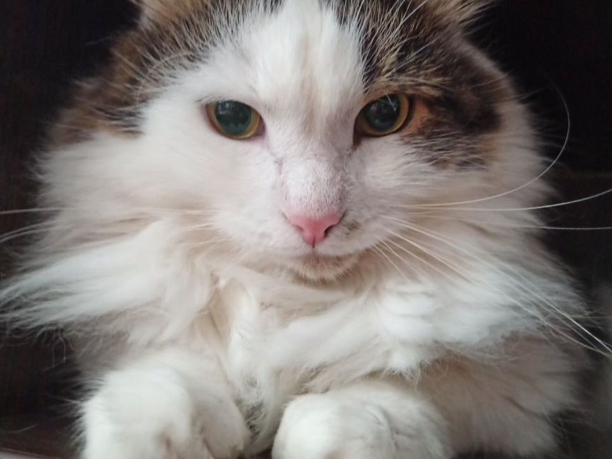 Потерялся кот