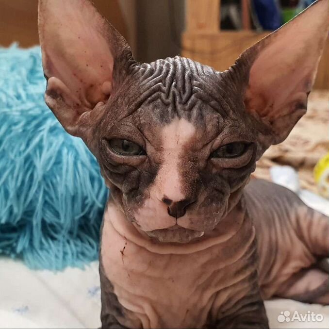 Канадский сфинкс котенок пацан