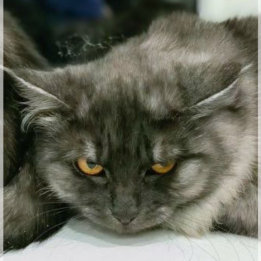 Взрослый кот в добрые руки