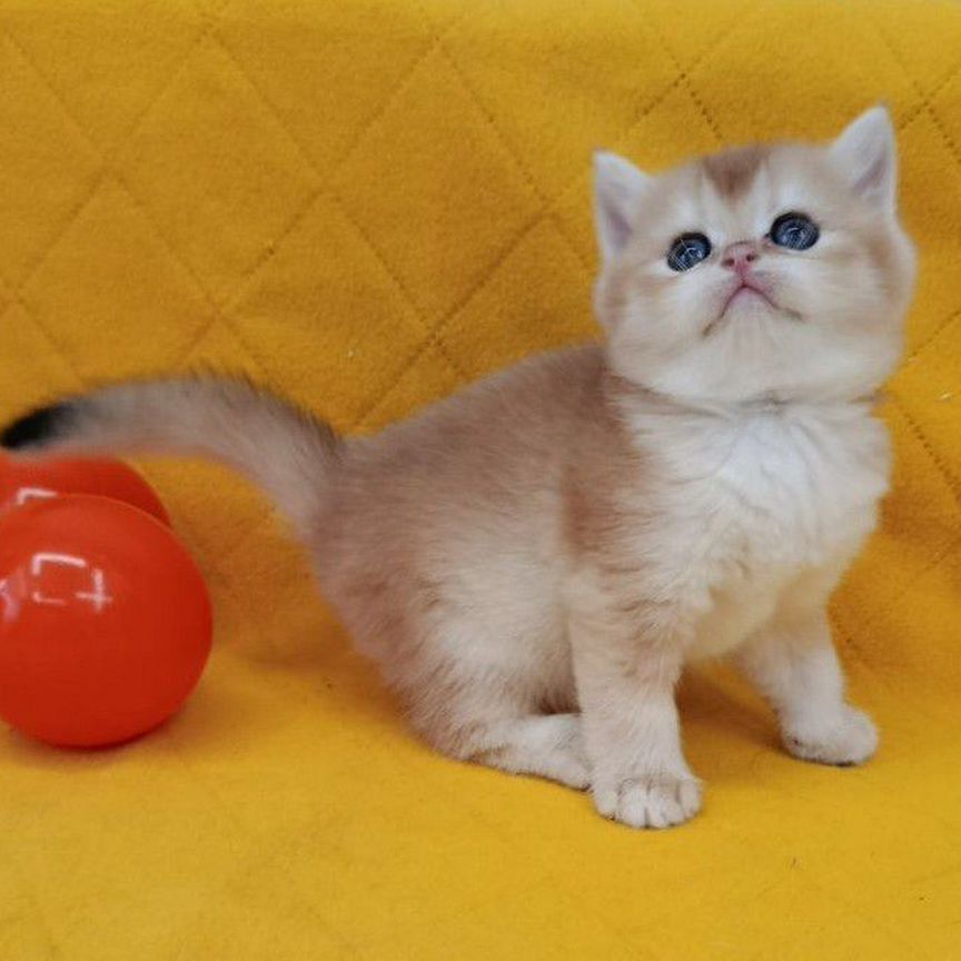 Шотландский прямоухий короткошёрстный котёнок